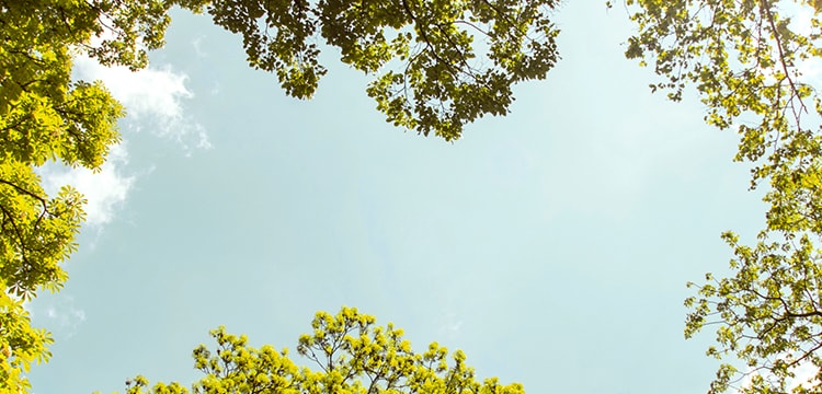 Tree Planting Initiative | Origins